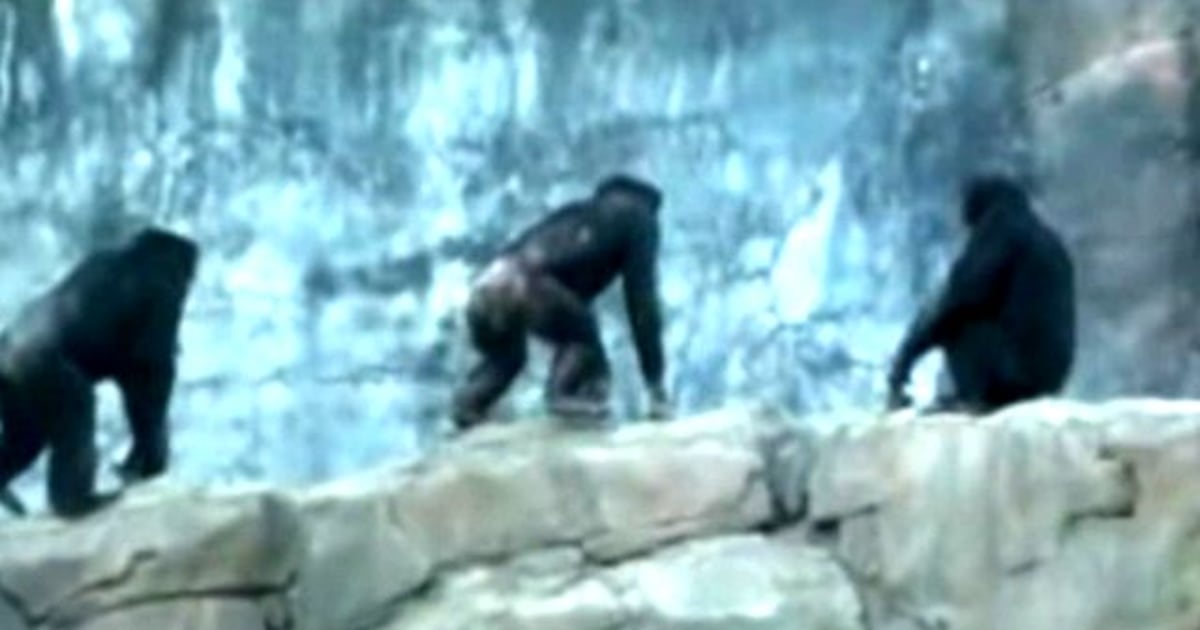 Patrons at zoo witness mauling death of baby chimp